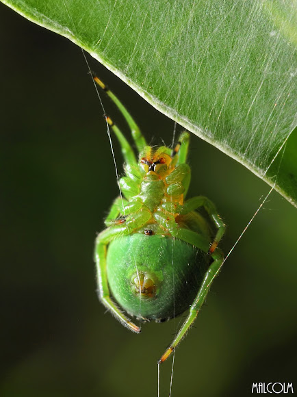 Kidney Garden Spider | Project Noah