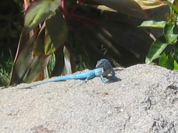 Aruban whiptail lizard | Project Noah