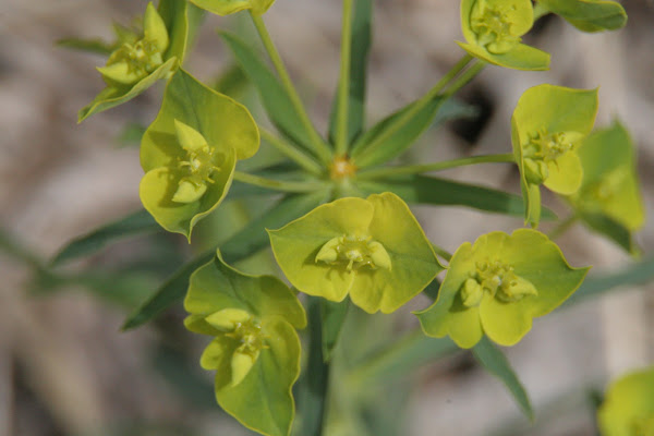 Leafy Spurge | Project Noah