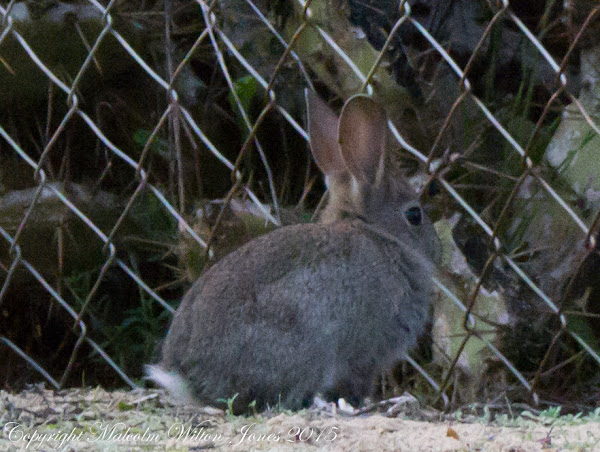 Rabbit | Project Noah