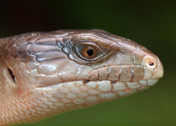 Blue Toungue Lizard | Project Noah