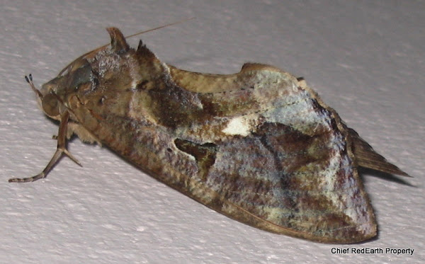 Fruit Piercing Moth | Project Noah