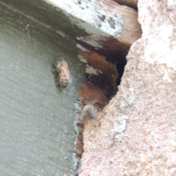 Honey Bee | Project Noah