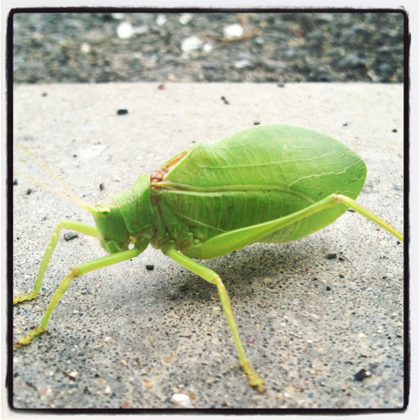True Katydid | Project Noah
