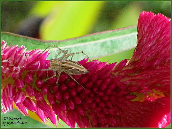 Striped Lynx Spider (Female) | Project Noah