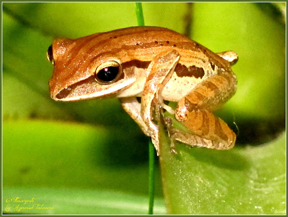 Four-lined Tree Frog | Project Noah