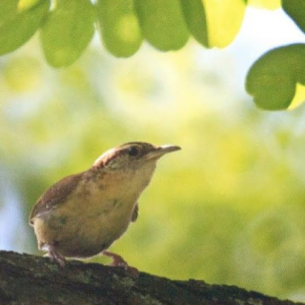 Carolina Wren | Project Noah