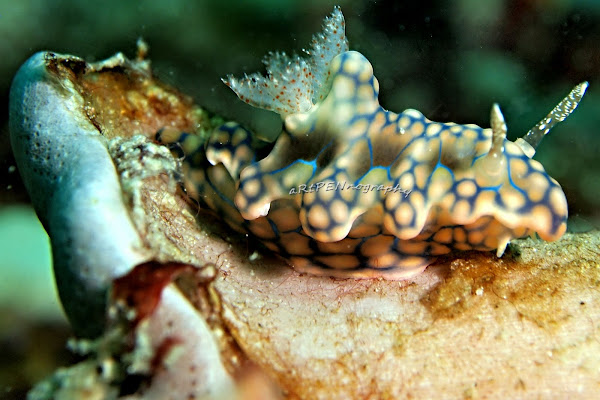 Sinuate Ceratosoma | Project Noah