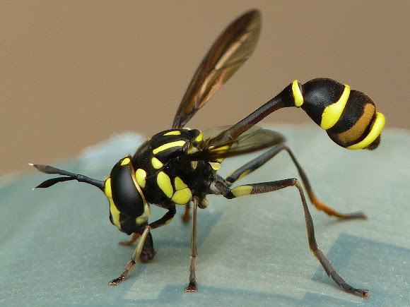 Wasp mimicking fly, Conopid fly | Project Noah