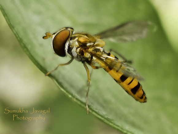 Hover Fly | Project Noah