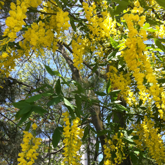 Gold Chain Tree | Project Noah