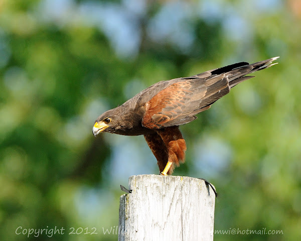 Harris Hawk or Harris' Hawk | Project Noah