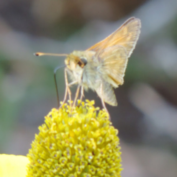 Sachem male | Project Noah