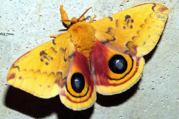 Io Moth (male) | Project Noah