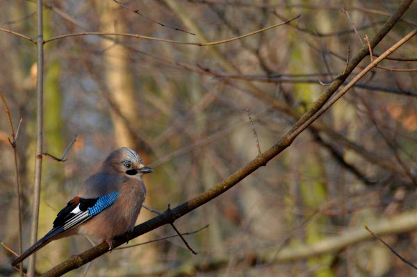 Eurasian Jay | Project Noah