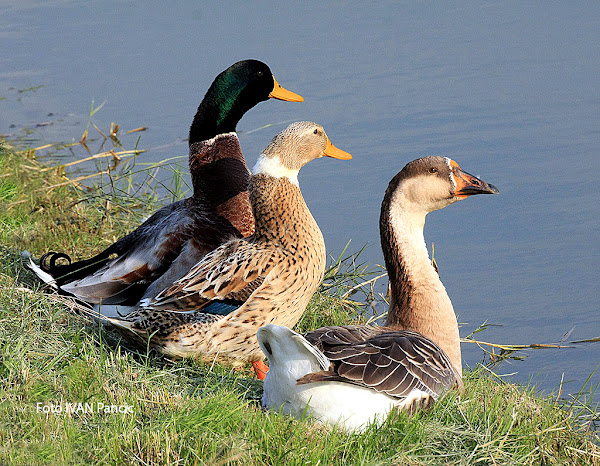 Wild Duck and Anser | Project Noah