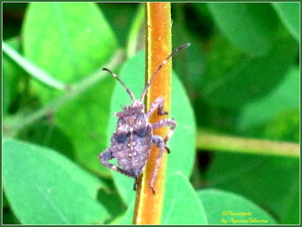 Acanthocoris Coreid Bug (Nymph) | Project Noah