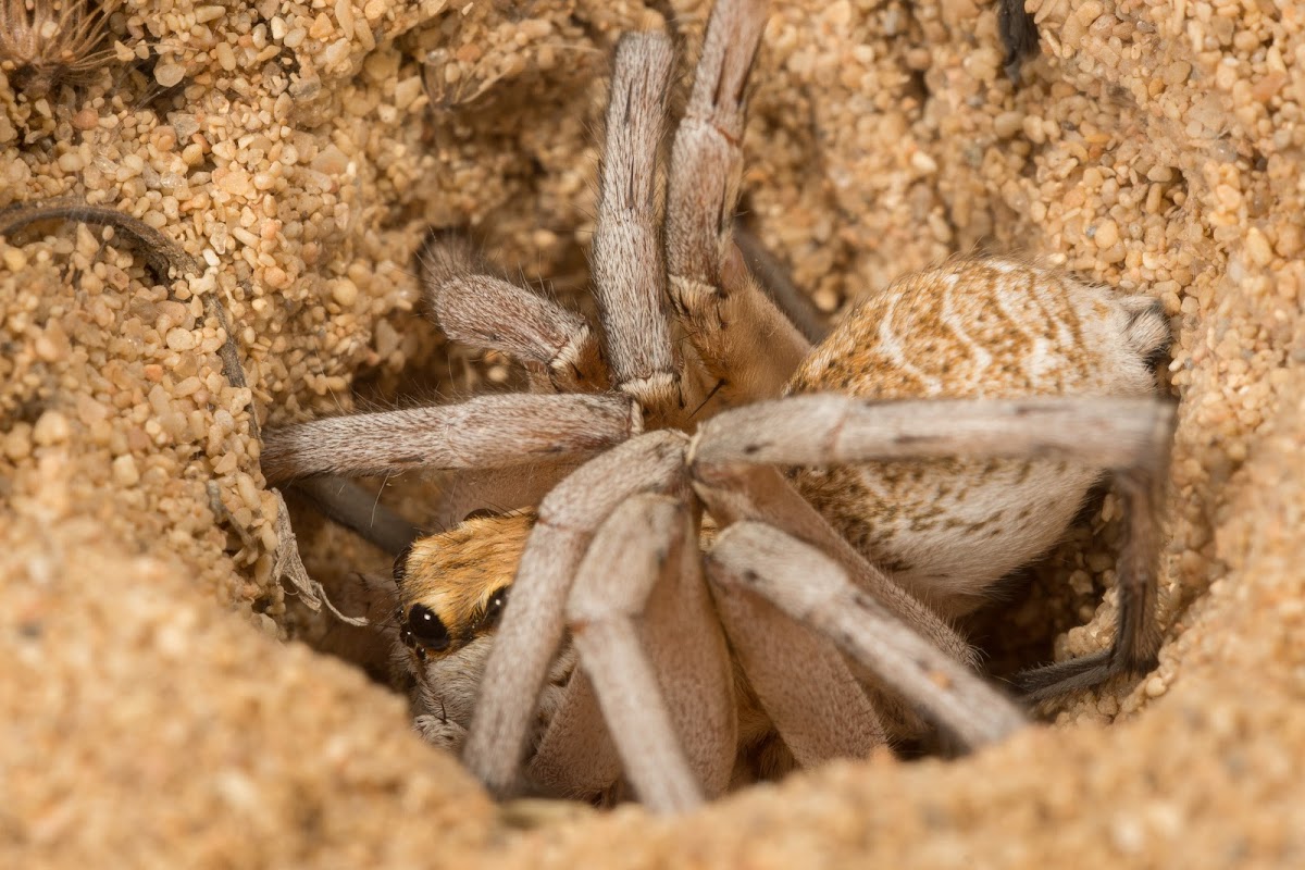 Beach Wolf Spider | Project Noah