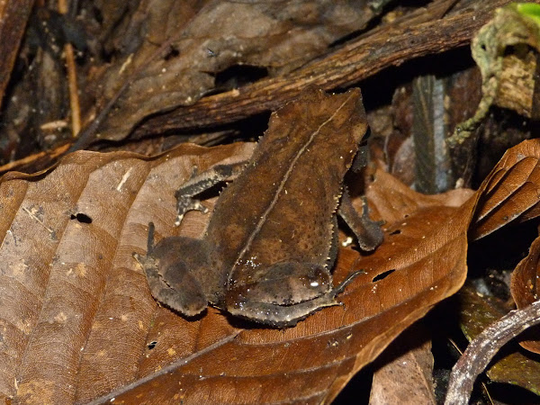 South American common toad (adult male) | Project Noah