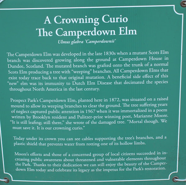 Camperdown Elm | Project Noah