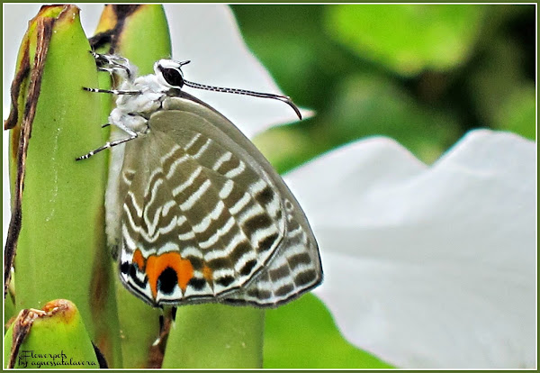 Metallic Cerulean Butterfly | Project Noah
