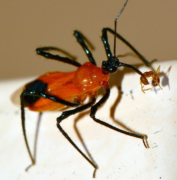Vesbius Assassin Bug | Project Noah