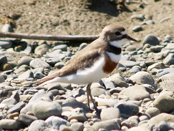 Banded Dotterel | Project Noah