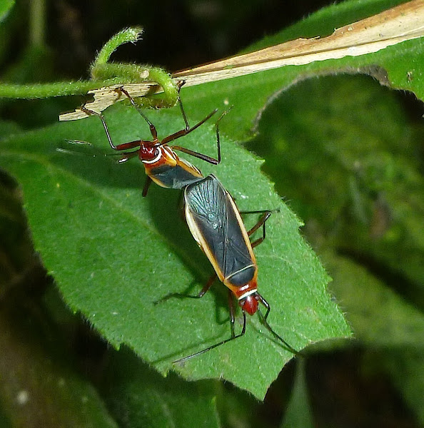 Red Bugs Mating | Project Noah