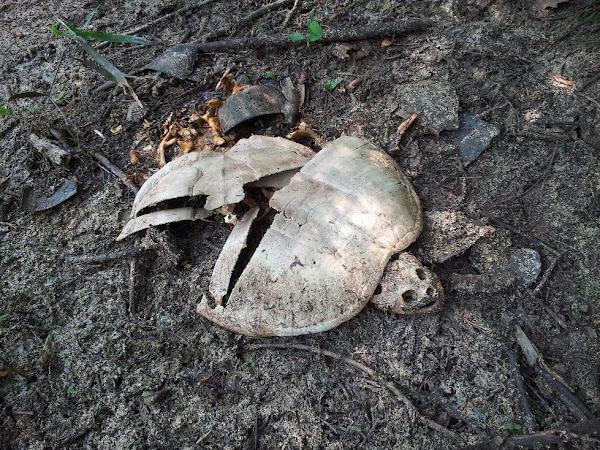 Common snapping turtle (skeleton) | Project Noah