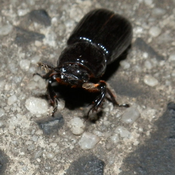 Black Bess Beetle | Project Noah