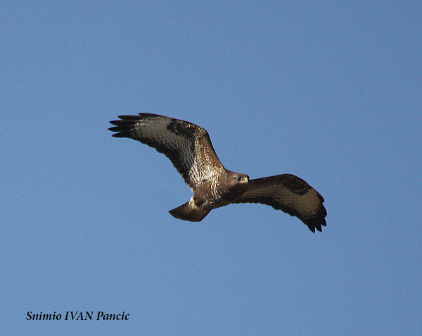 Common buzzard | Project Noah
