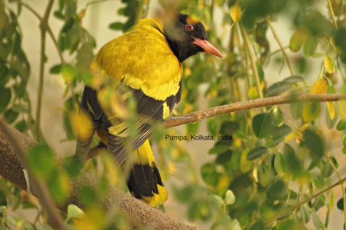Black Hooded Oriole | Project Noah