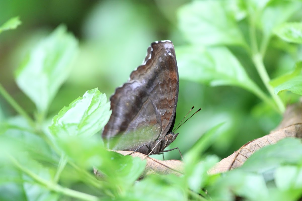 Chocolate Pansy | Project Noah