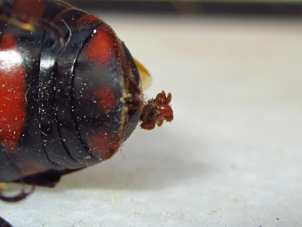 Red Palm Weevil with mite | Project Noah