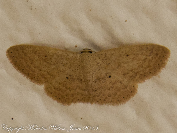 Scopula Moth | Project Noah