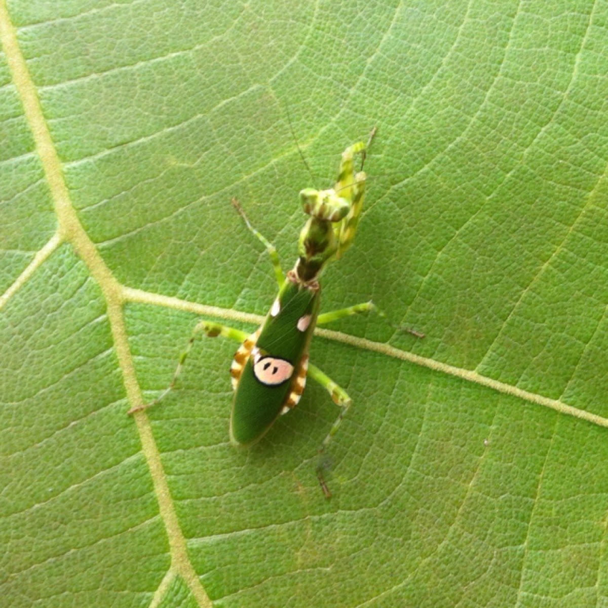 Jeweled Flower Mantis | Project Noah