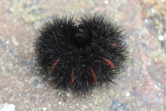 Giant Leopard Moth Caterpillar | Project Noah