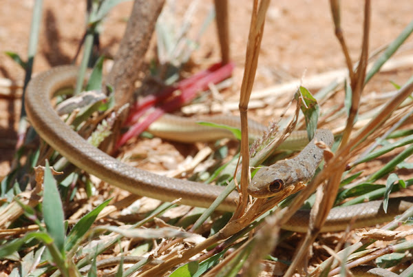 Short-snouted Whip Snake | Project Noah