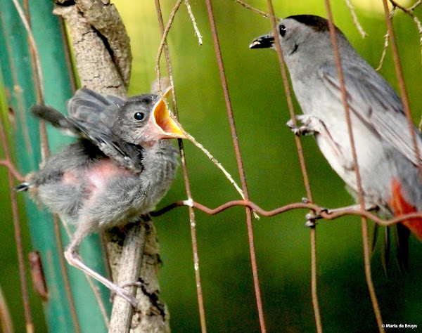 Gray catbird, parents tending fledgling | Project Noah