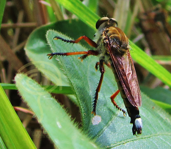 robber fly | Project Noah