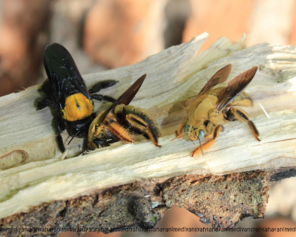 Carpenter Bees | Project Noah