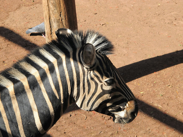 Zebra | Project Noah