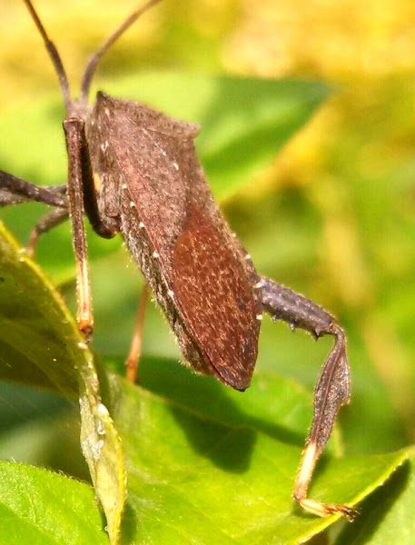 Spine-headed Bug | Project Noah
