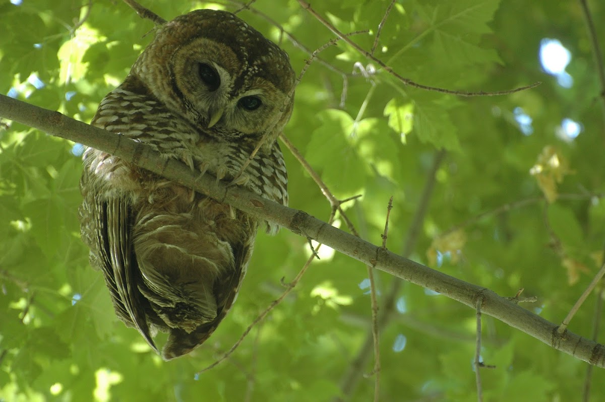 Mexican Spotted Owl | Project Noah