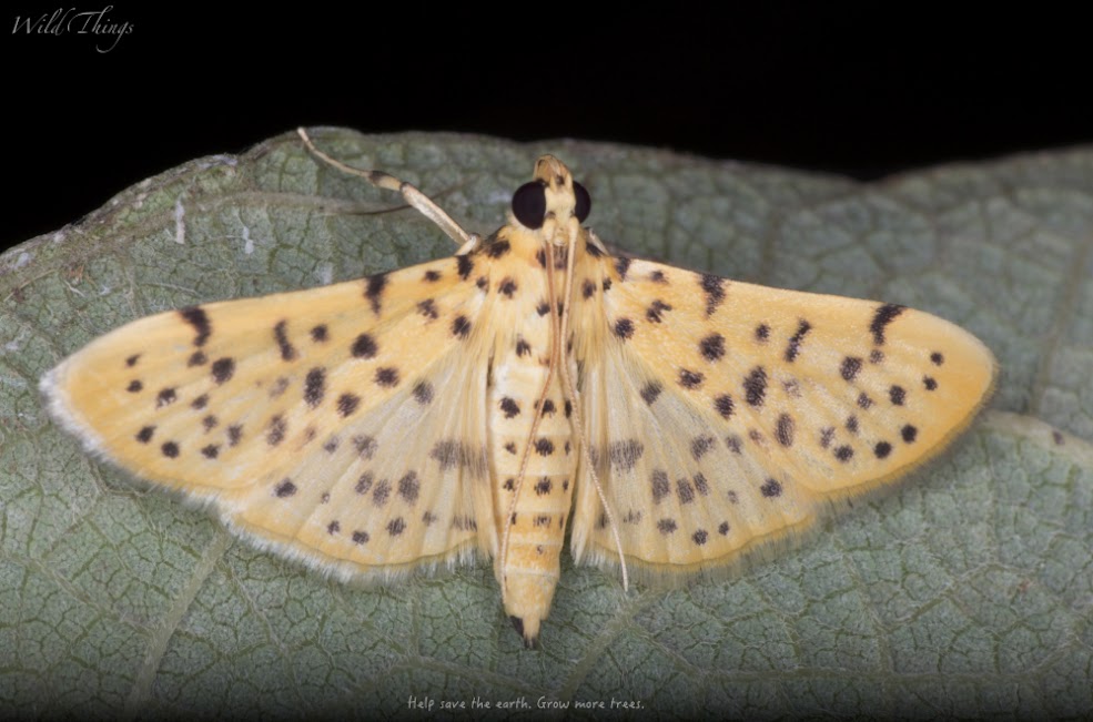Yellow Peach Moth | Project Noah