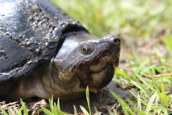 Razorback Musk Turtle | Project Noah