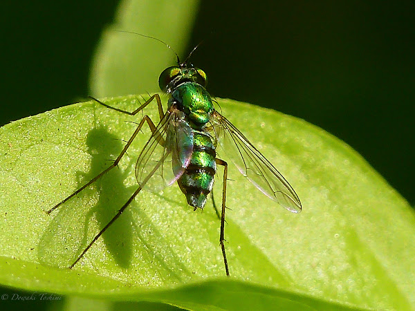 Long-legged Fly | Project Noah