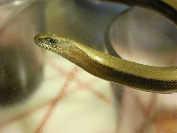 slow worm | Project Noah
