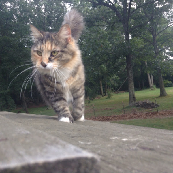 Calico Cat | Project Noah