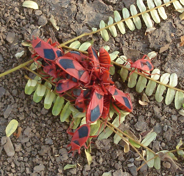 Red Cotton Bug | Project Noah